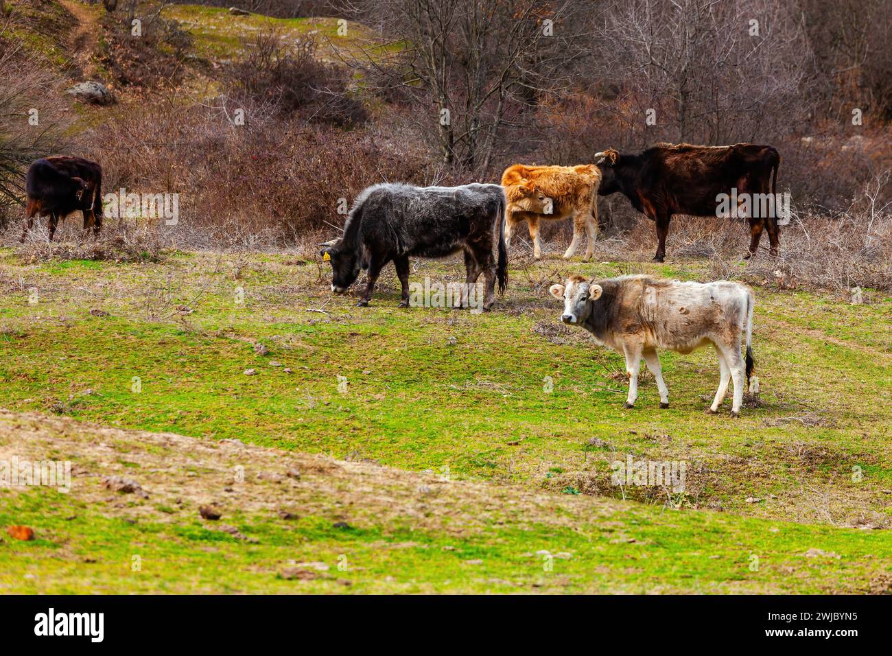Young cute beefs on meadow in countryside, farm animals Stock Photo - Alamy