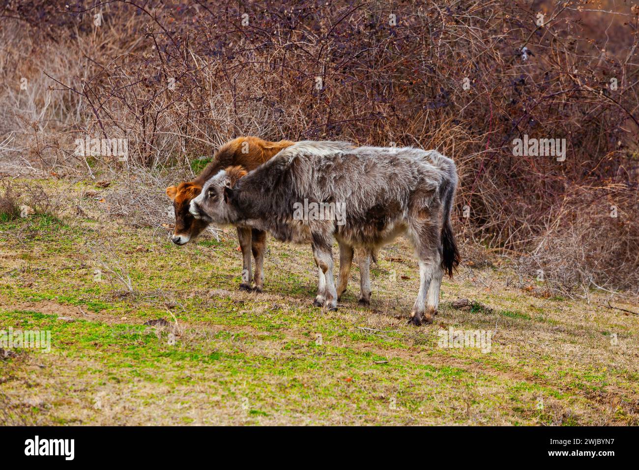 Young cute beefs on meadow in countryside, farm animals Stock Photo - Alamy