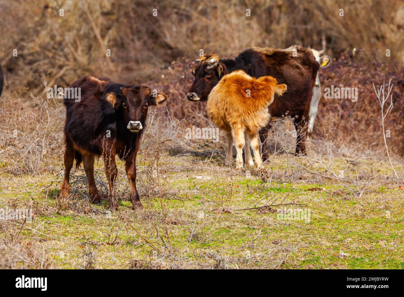 Young cute beefs on meadow in countryside, farm animals Stock Photo - Alamy