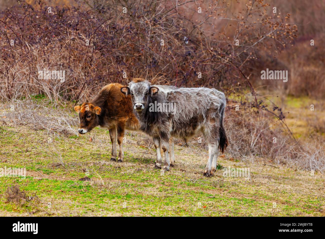 Young cute beefs on meadow in countryside, farm animals Stock Photo - Alamy