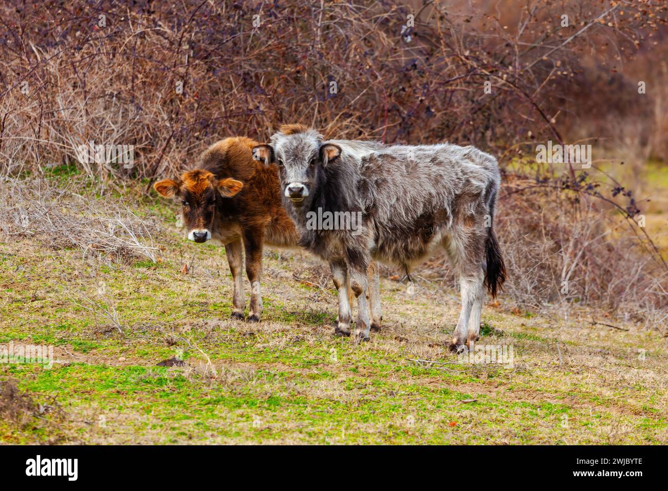 Young cute beefs on meadow in countryside, farm animals Stock Photo - Alamy