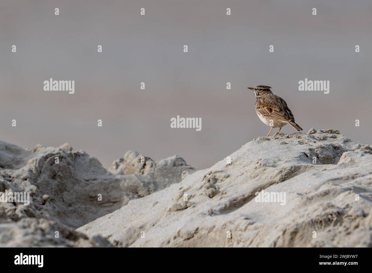 Central European crested lark (Galerida cristata / Alauda cristata ...