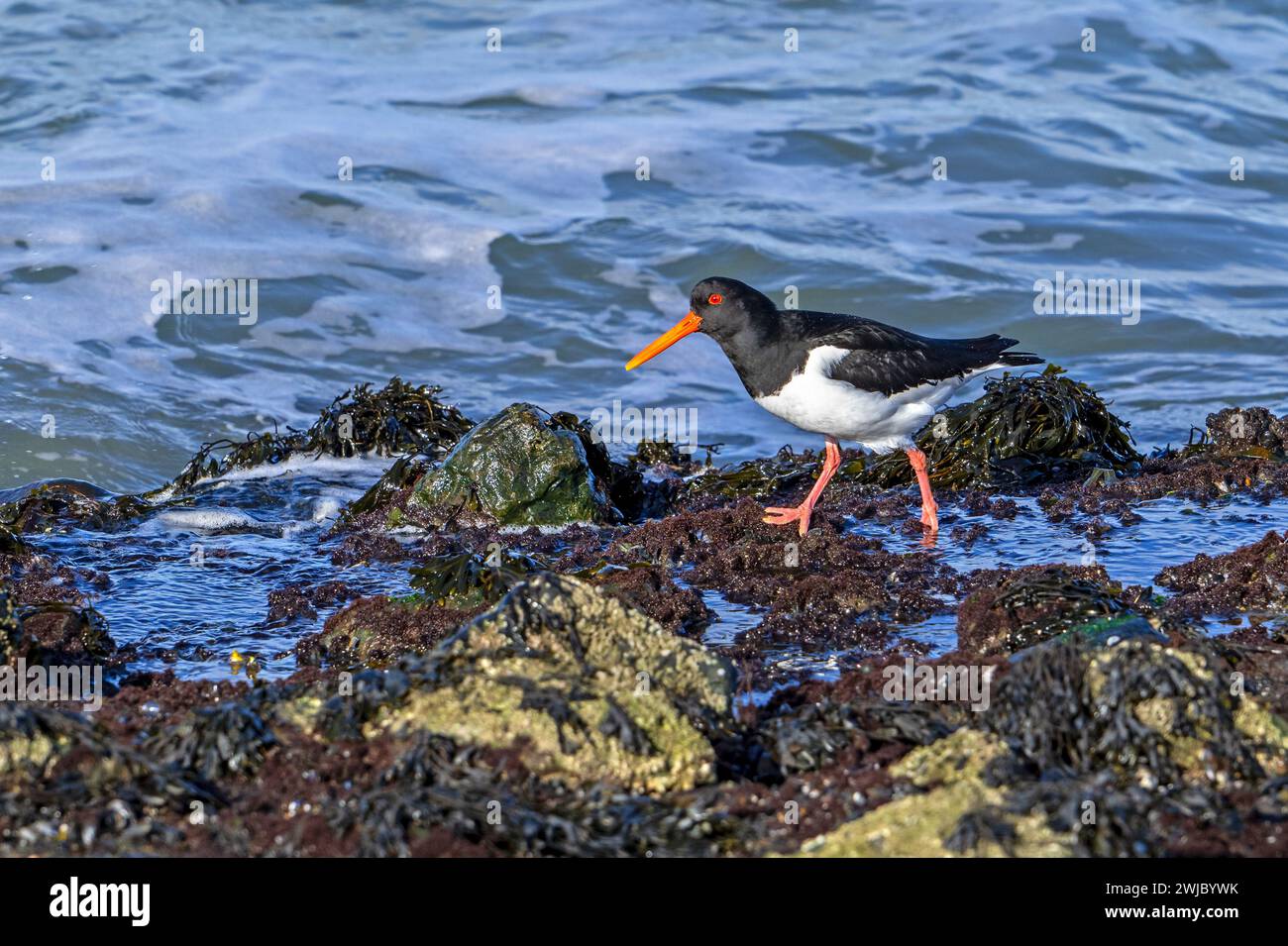 Rocks on the zeeland coast of the netherlands hi-res stock photography ...