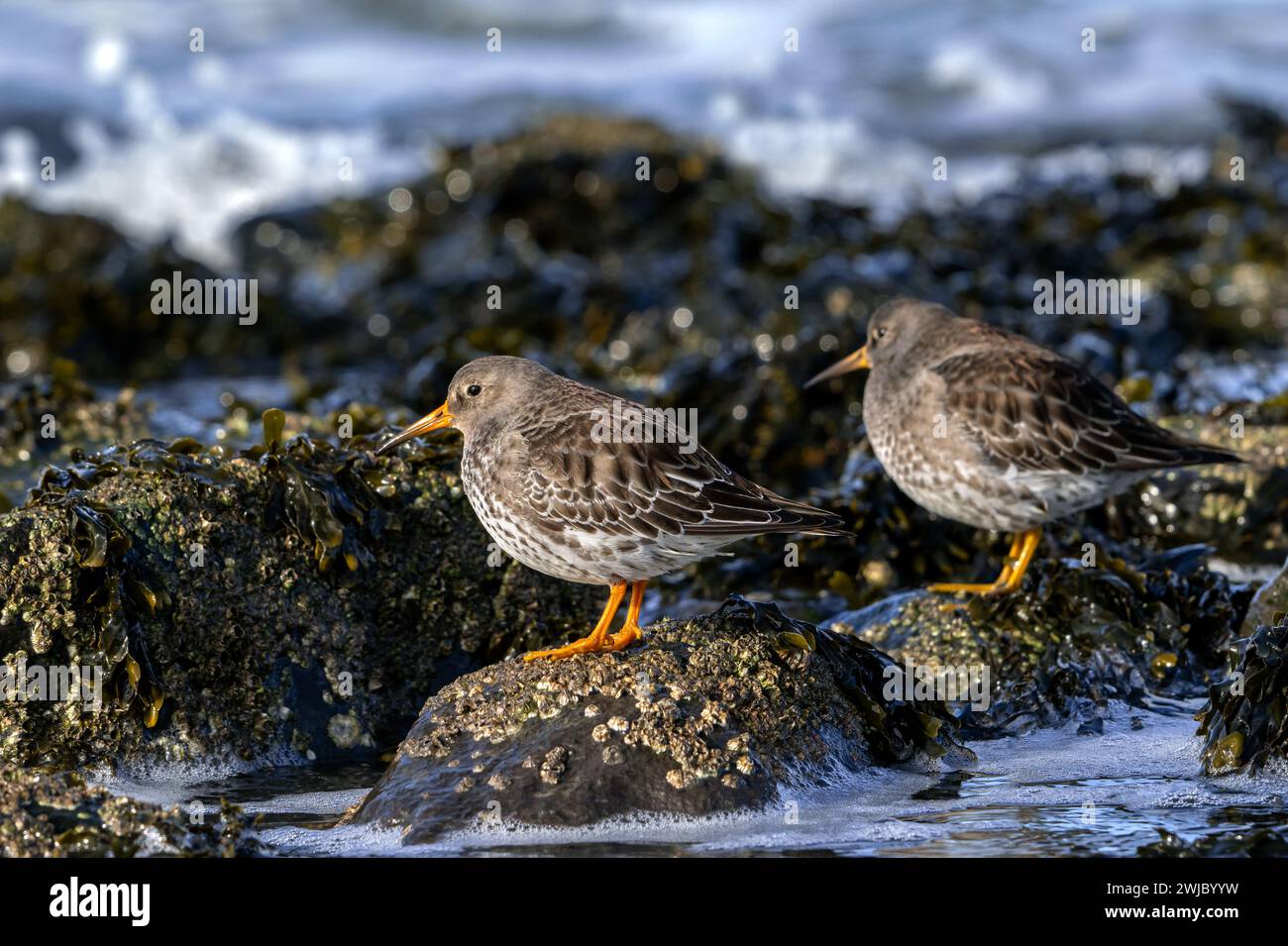 Rocks on the zeeland coast of the netherlands hi-res stock photography ...