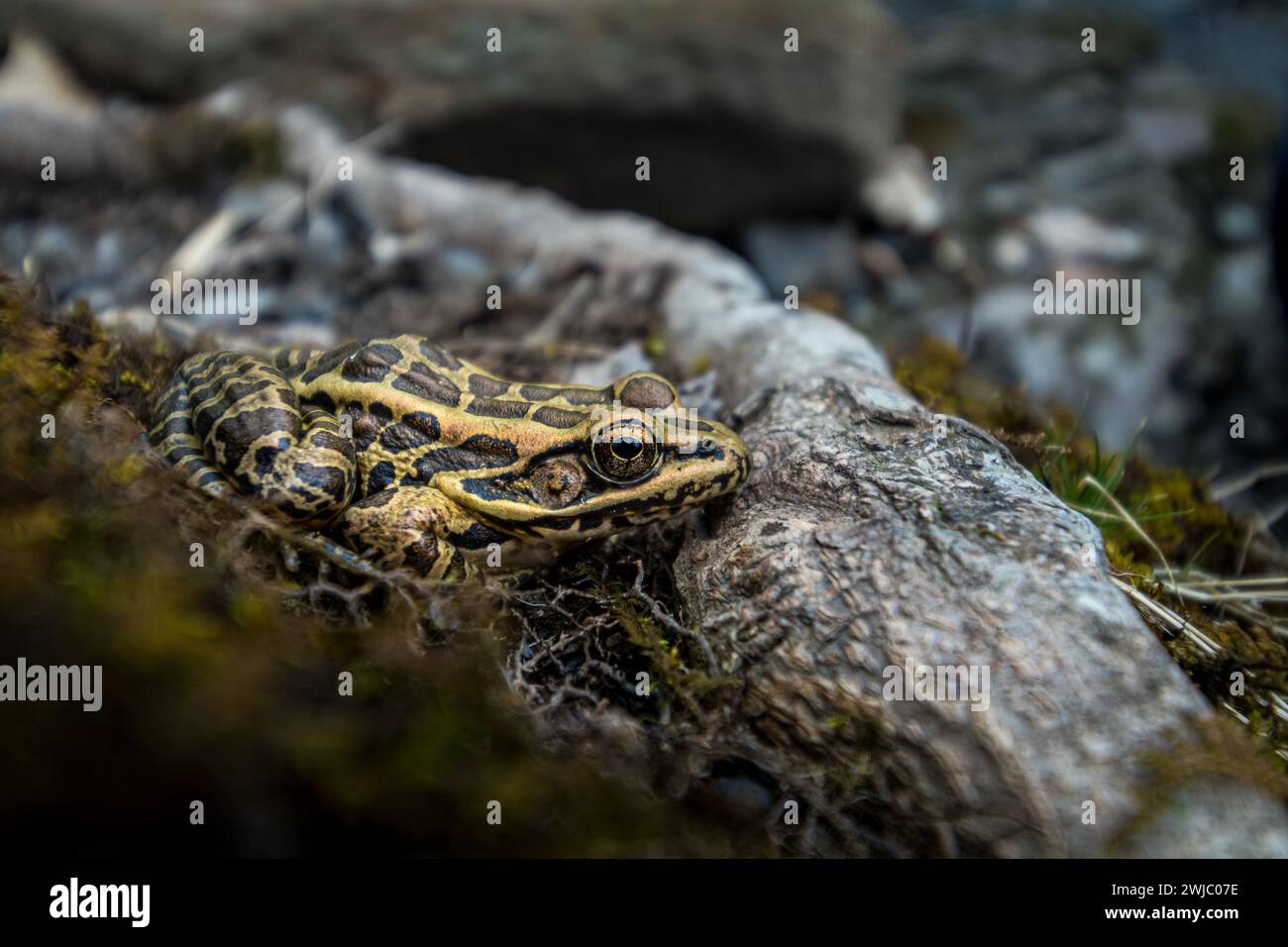 Frog anatomy hi-res stock photography and images - Alamy