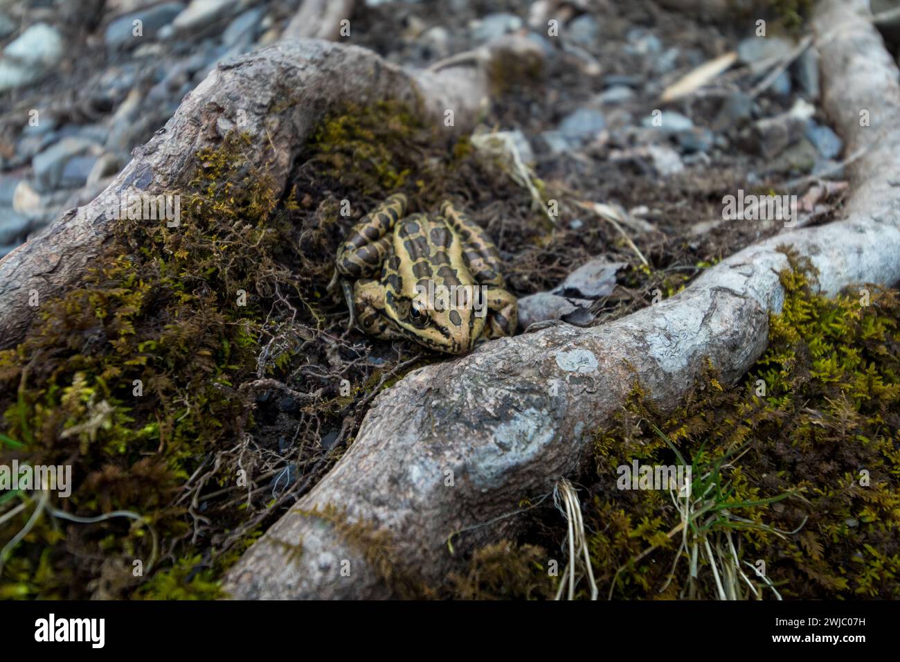 Frog next to a tree root on top of some green moss Stock Photo - Alamy