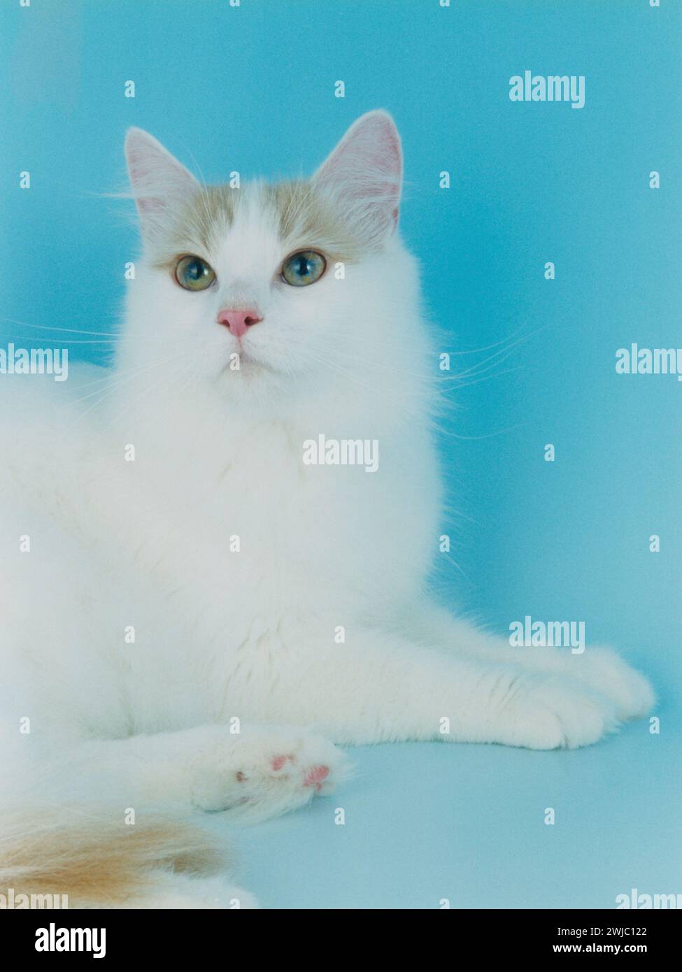 Turkish van domestic cat kitten hi-res stock photography and images - Alamy