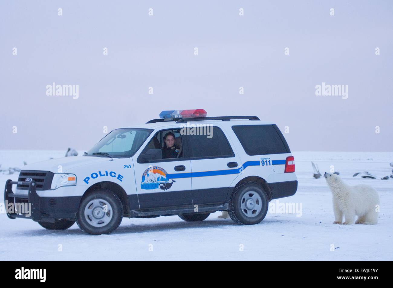 Polar bear alaska police hi-res stock photography and images - Alamy