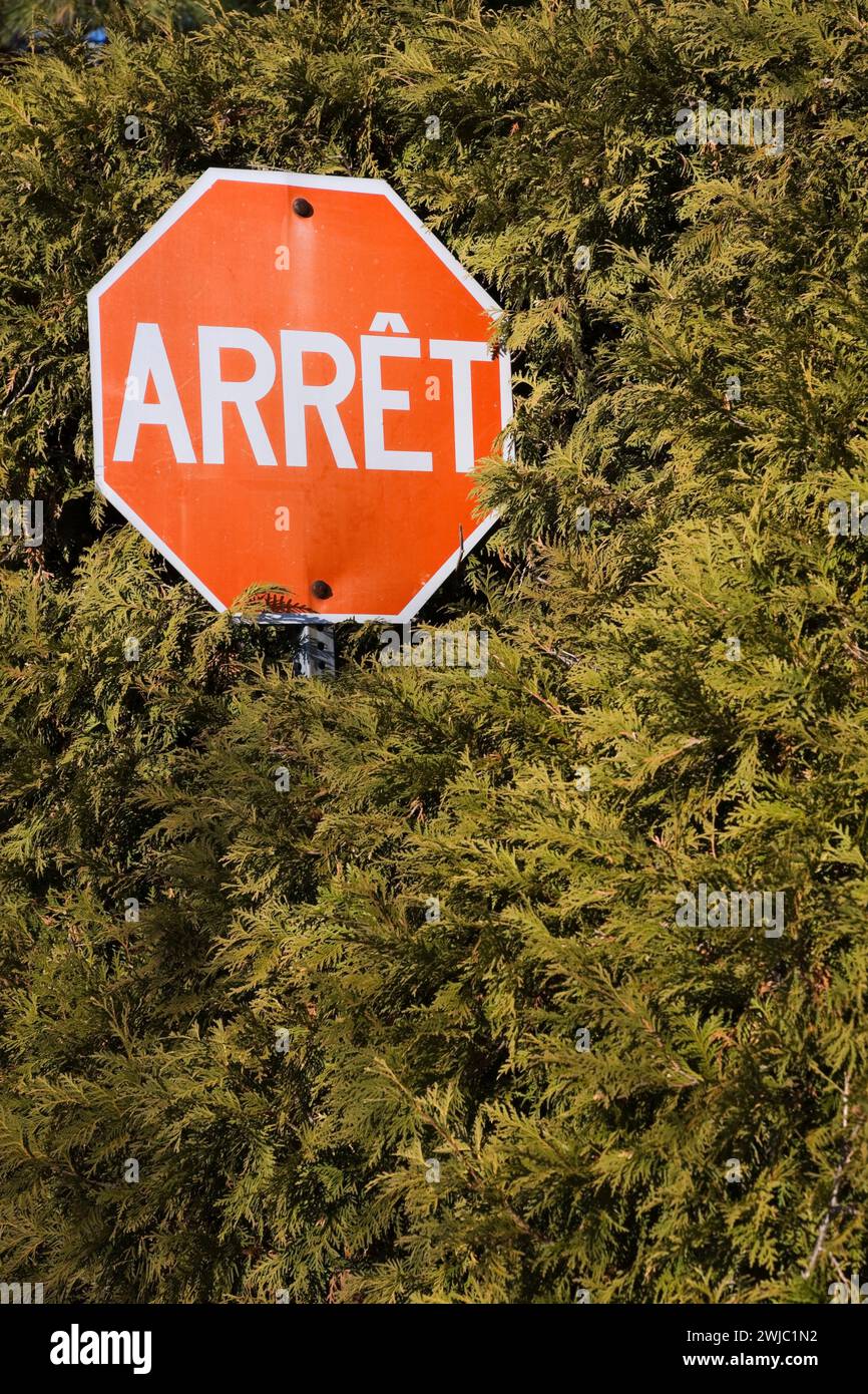 French language traffic stop sign sticking out of Thuja occidentalis ...