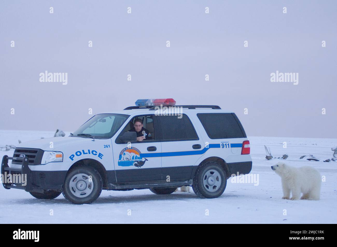 Polar bear alaska police hi-res stock photography and images - Alamy