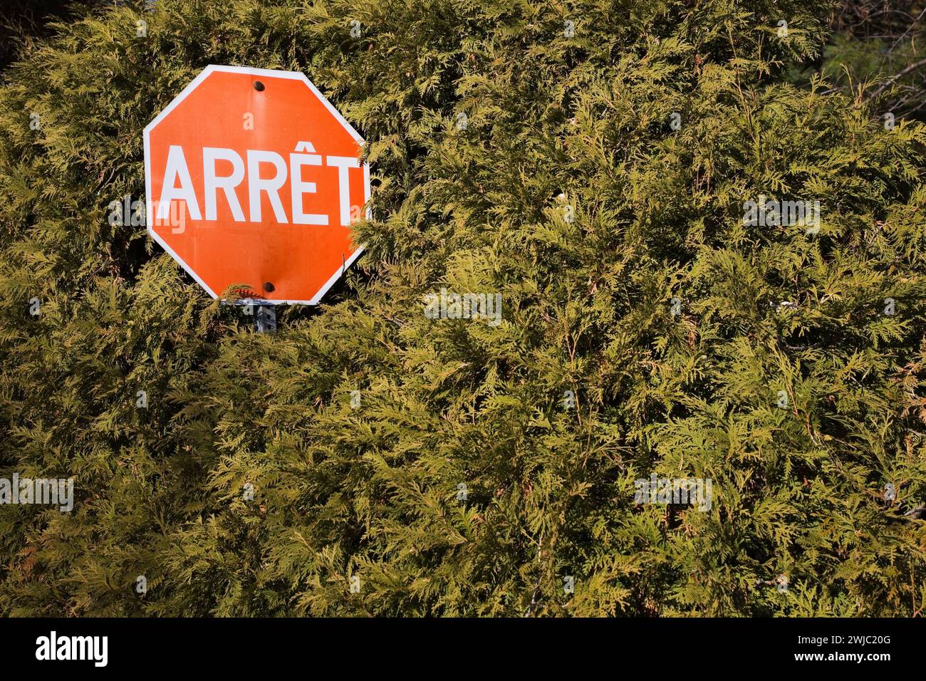 French language traffic stop sign sticking out of Thuja occidentalis ...