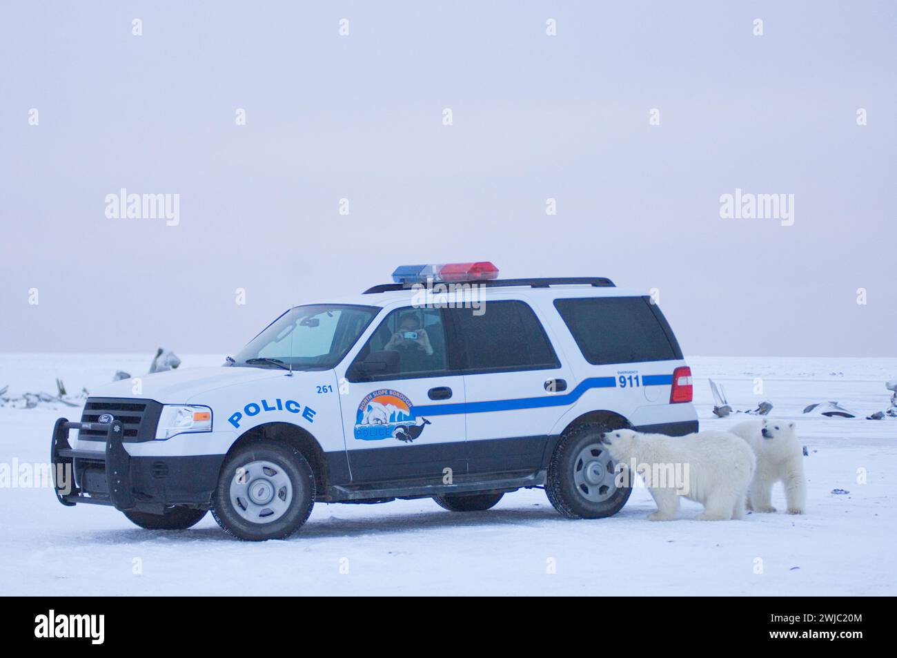 Polar bear alaska police hi-res stock photography and images - Alamy