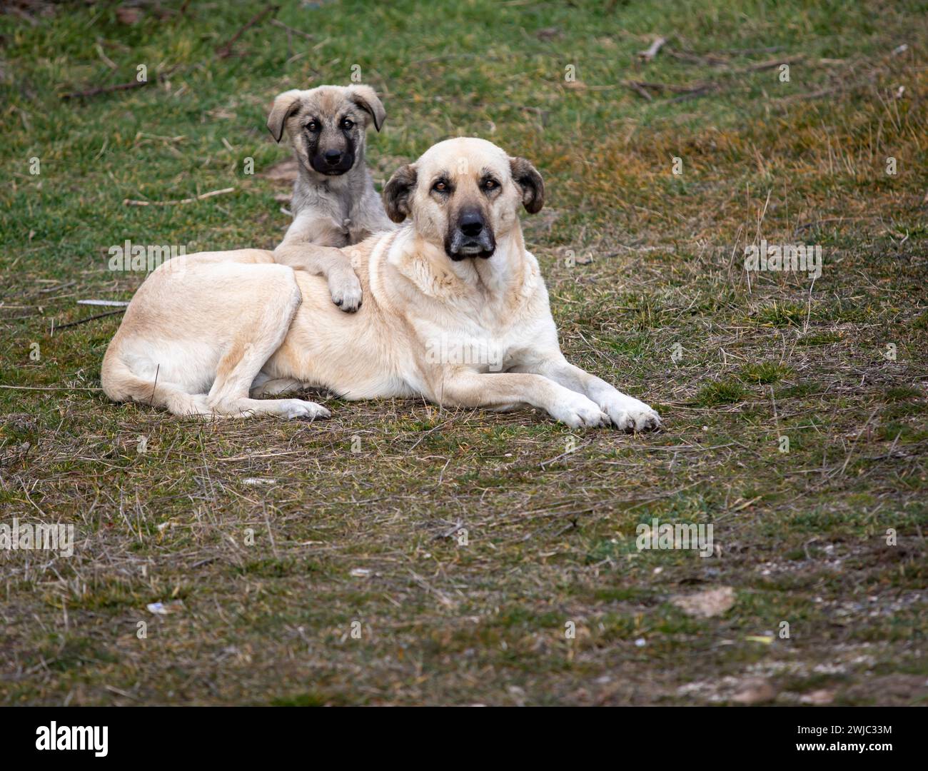 puppy with mother dog, mother love concept Stock Photo - Alamy
