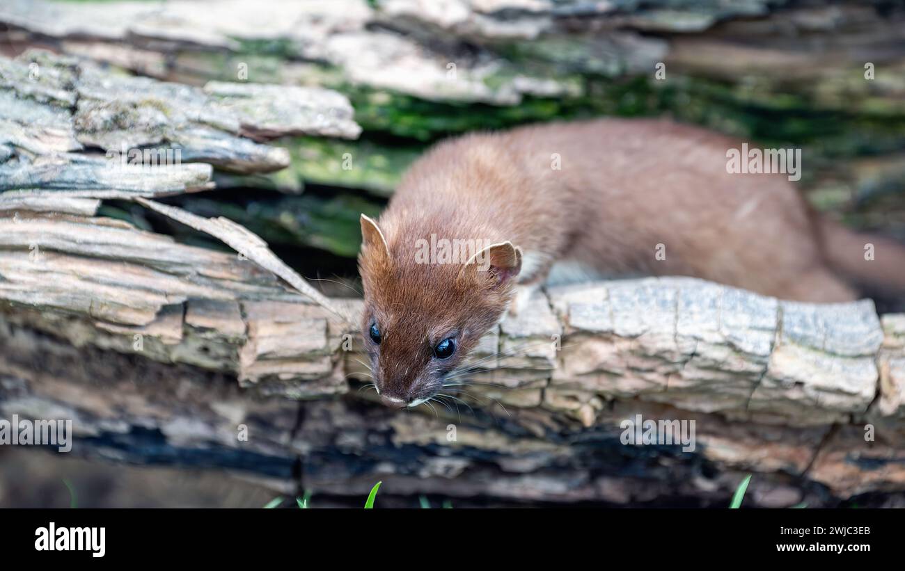 A Young stoat peeks out from behind logs, surrounded by lush grass ...