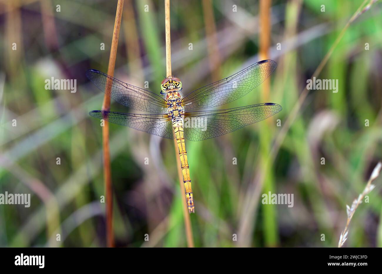 Dragonfly resting on tall grass Stock Photo - Alamy