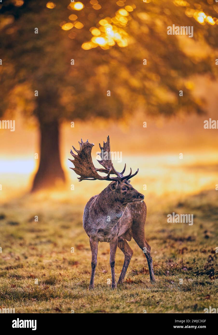 A Fallow deer stag in the early morning light Stock Photo - Alamy