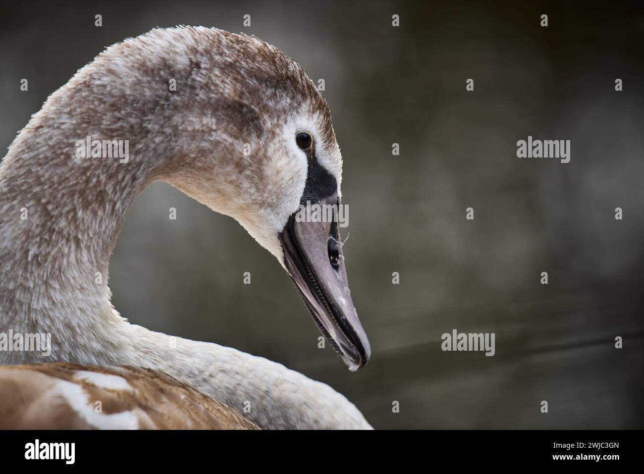Cygnet face hi-res stock photography and images - Alamy