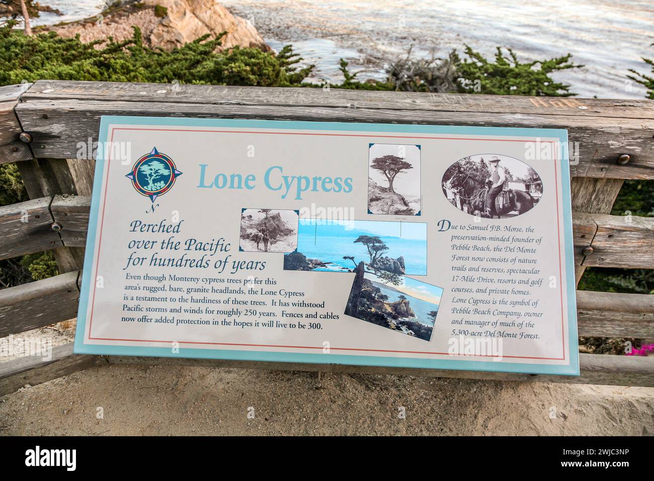 Pebble Beach, USA - July 26, 2008: The Lone Cypress Tree is around 250 ...