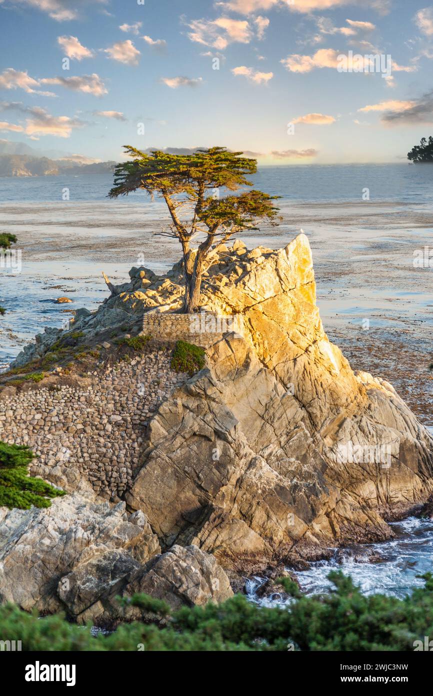 Pebble Beach, USA - July 26, 2008: The Lone Cypress Tree in Pebble ...