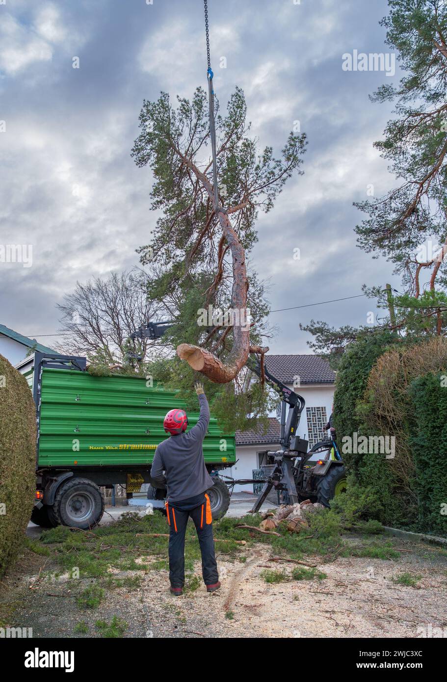Tree climbers felling and disposing of a large pine tree in a ...