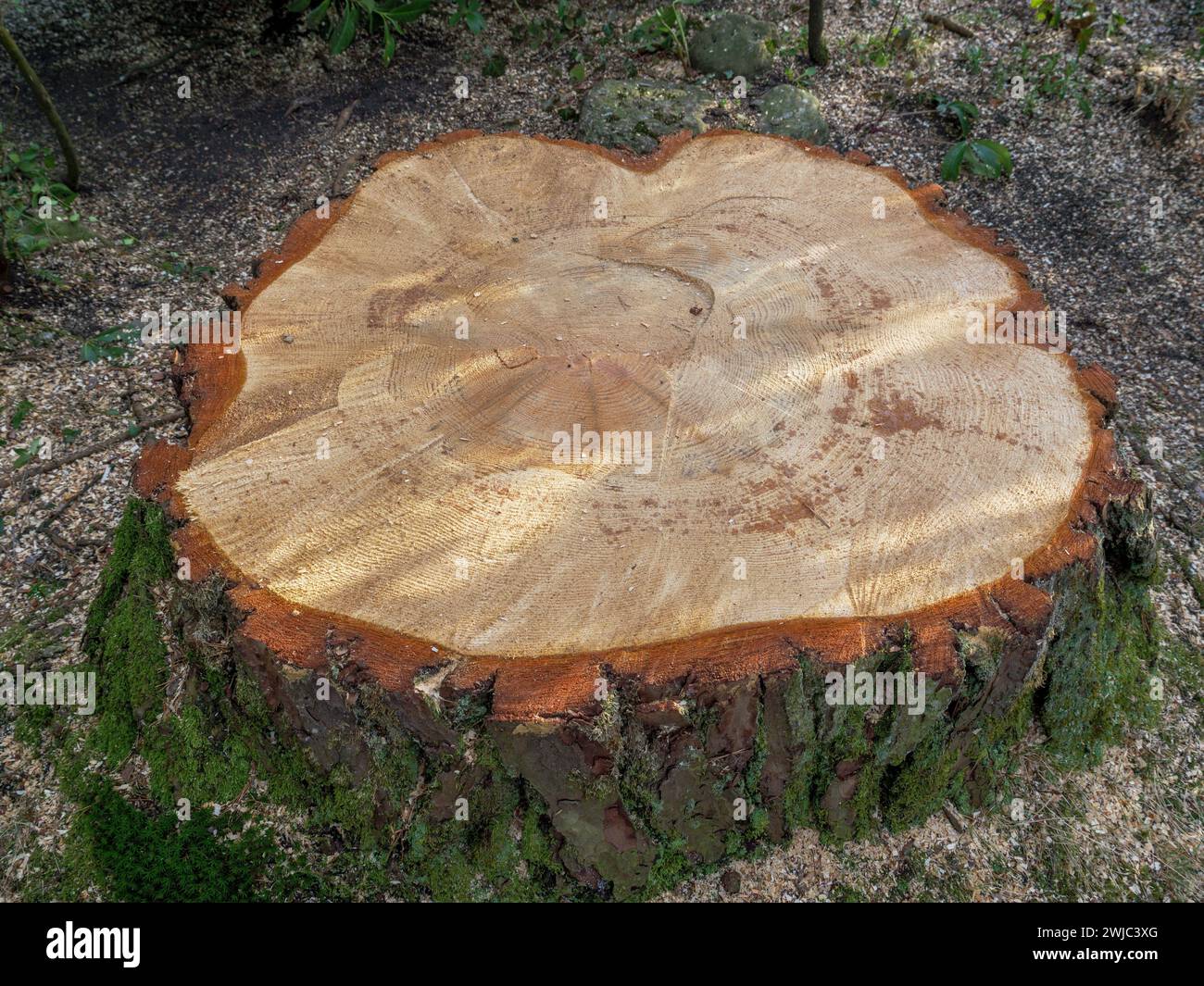Tree stump of a large, freshly felled pine tree Stock Photo - Alamy