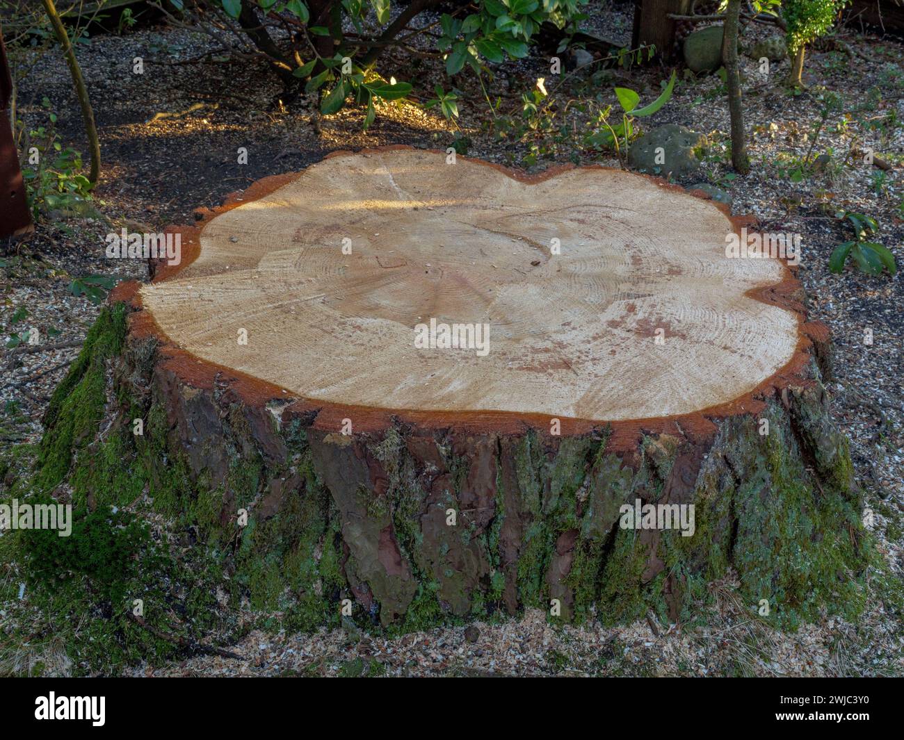 Pine tree stump hi-res stock photography and images - Alamy
