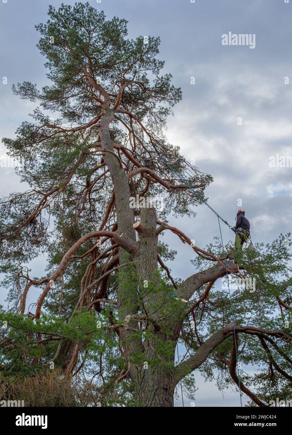 Tree hazard assessment hi-res stock photography and images - Alamy