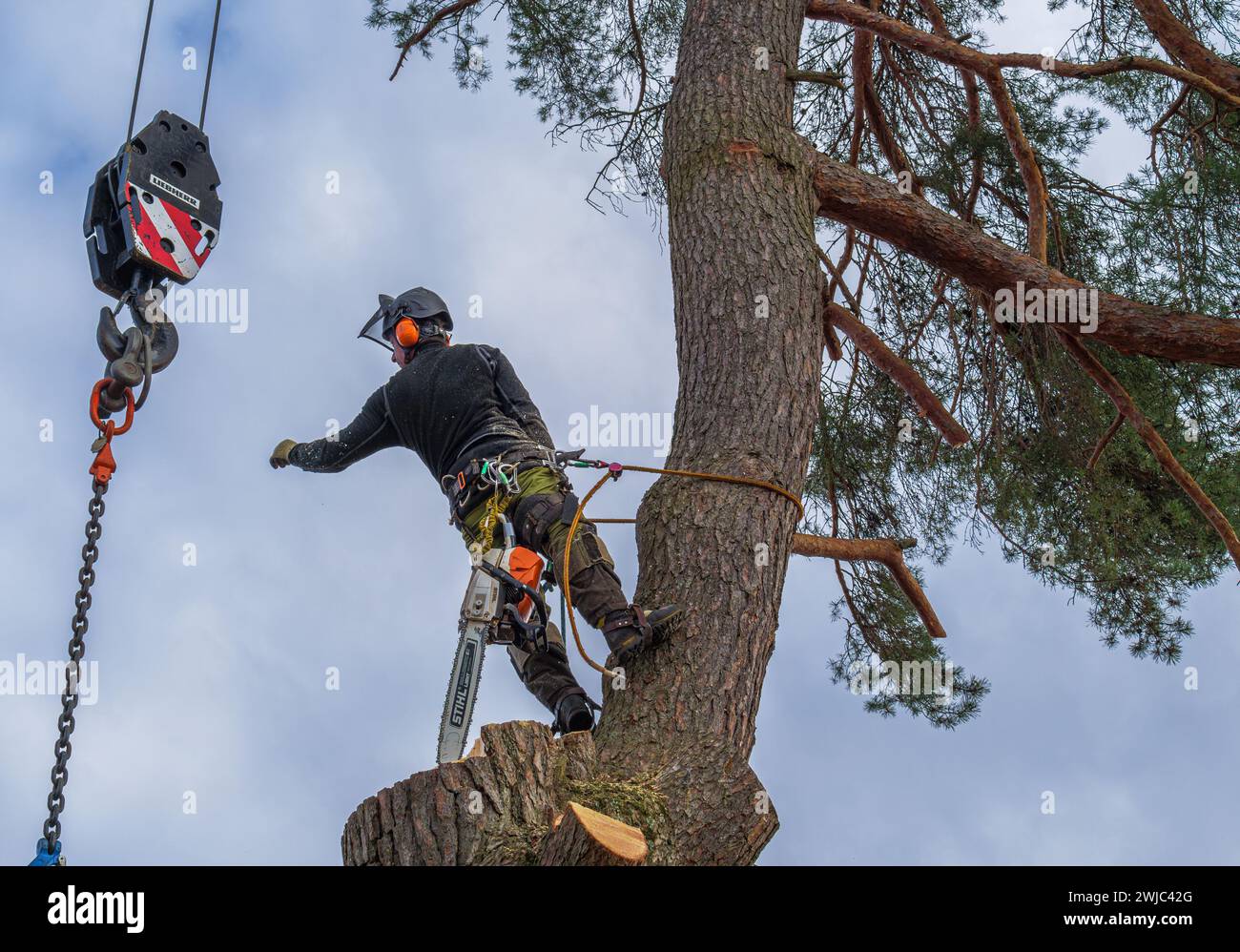 Tree hazard assessment hi-res stock photography and images - Alamy