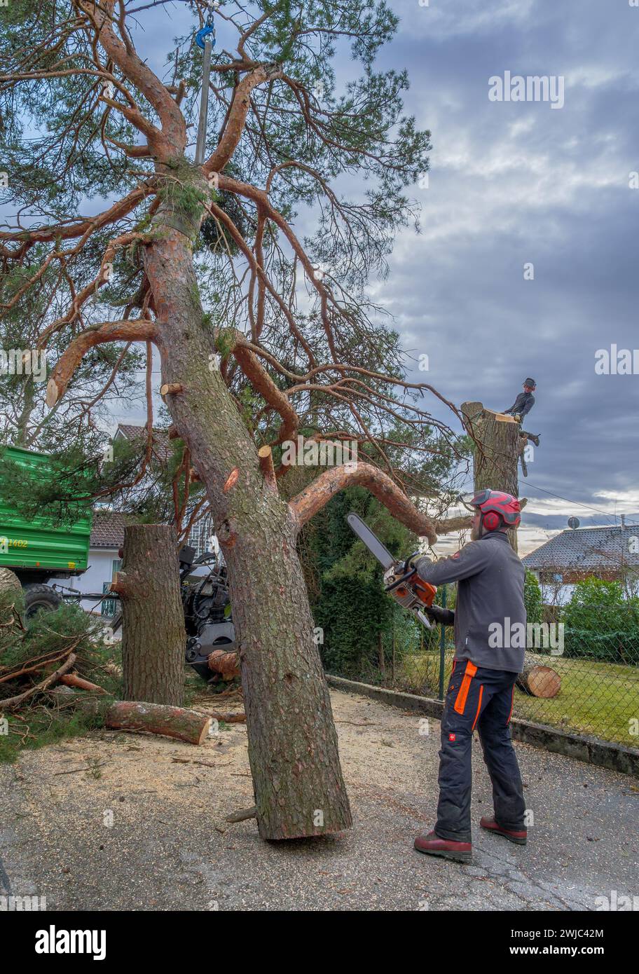Tree hazard assessment hi-res stock photography and images - Alamy