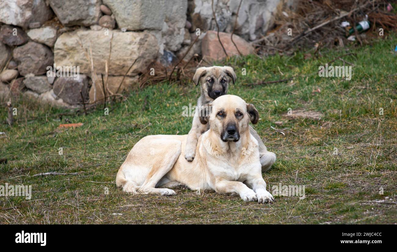 puppy with mother dog, mother love concept Stock Photo - Alamy