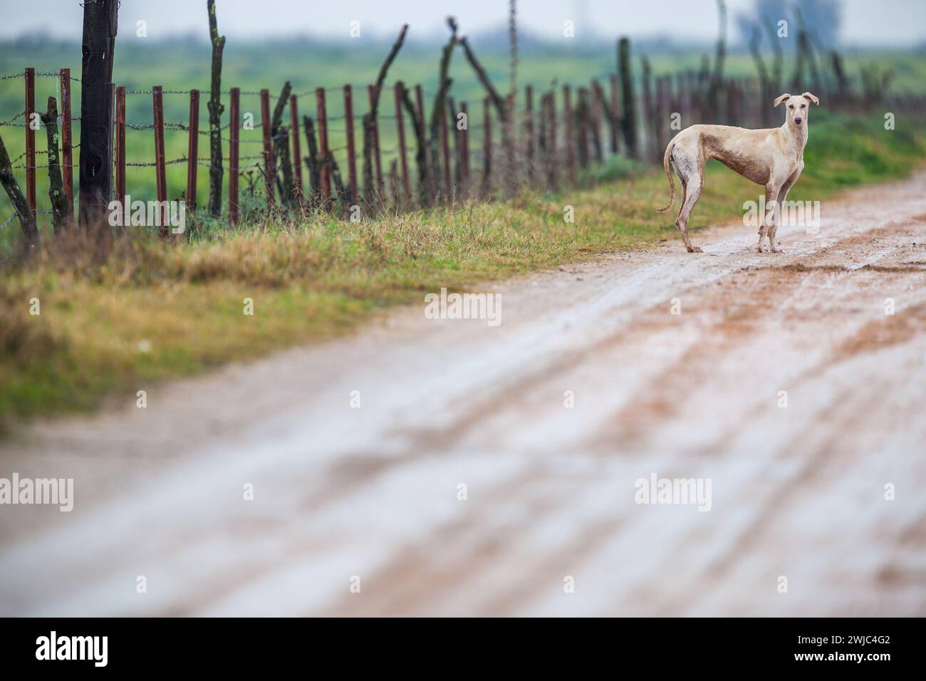 An Abandoned Spanish Greyhound on a Desolate Path in Spain Stock Photo ...