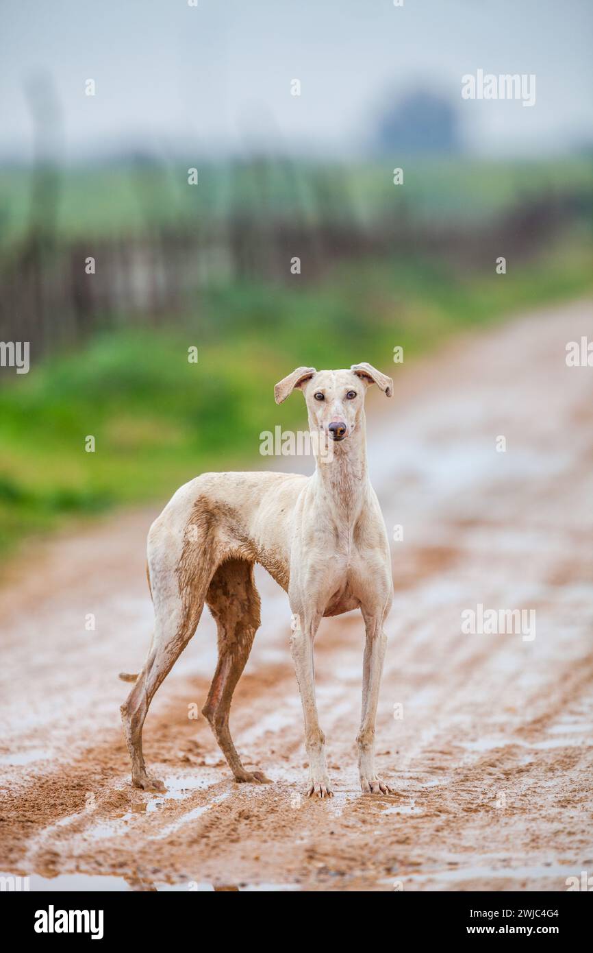 An Abandoned Spanish Greyhound on a Desolate Path in Spain Stock Photo ...