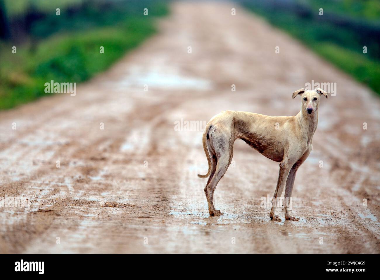An Abandoned Spanish Greyhound on a Desolate Path in Spain Stock Photo ...