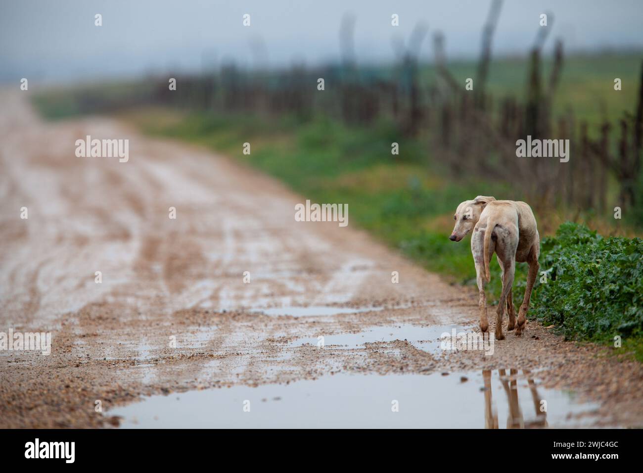 An Abandoned Spanish Greyhound on a Desolate Path in Spain Stock Photo ...