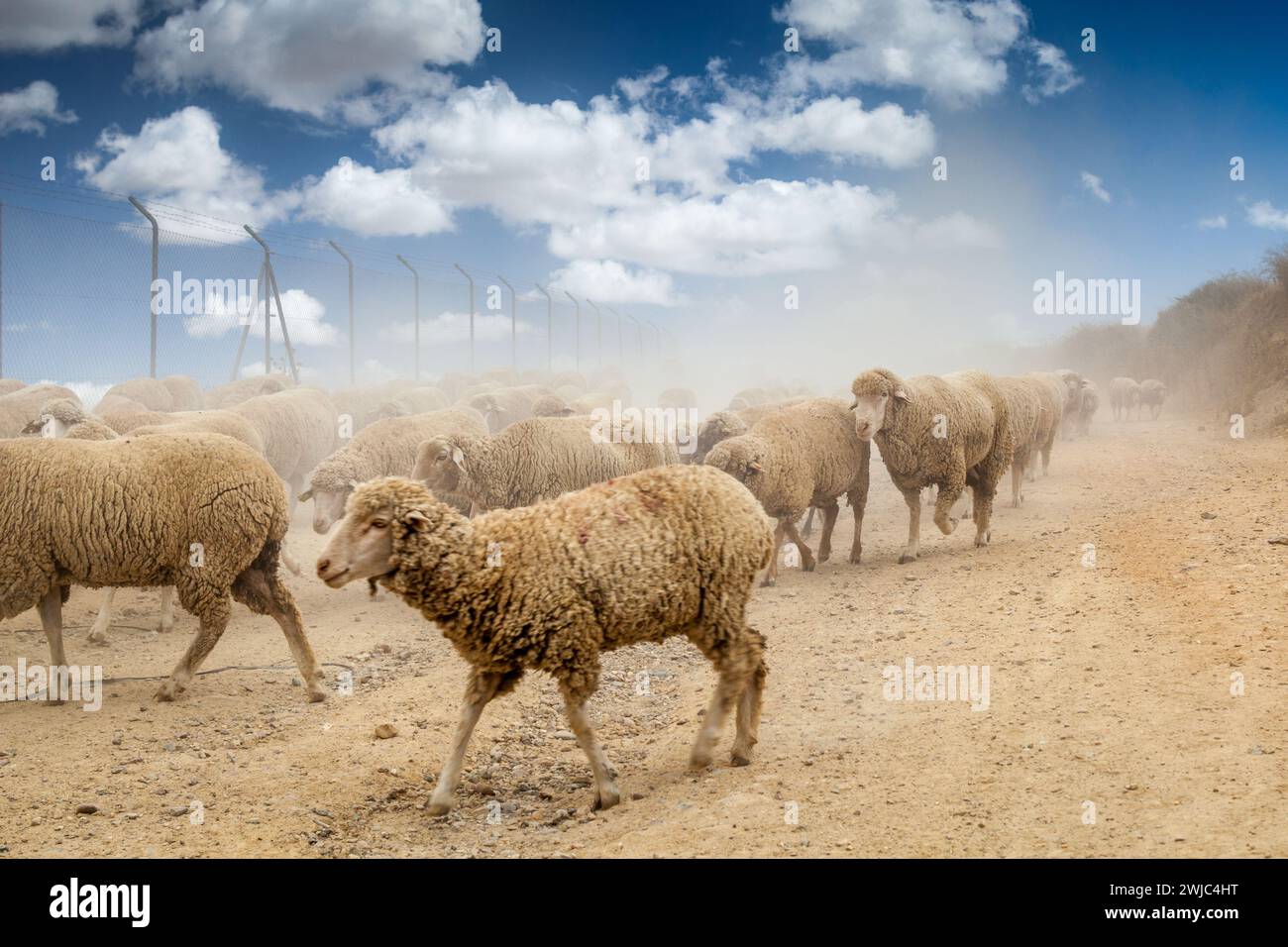 Merino sheep spain hi-res stock photography and images - Alamy