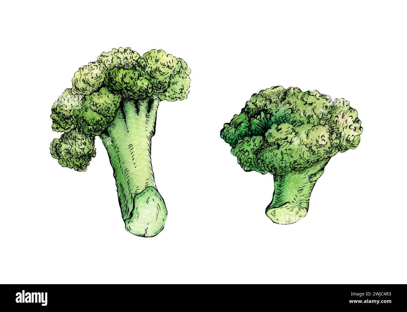 Ink and watercolor drawing of some broccoli stems. Traditional ...