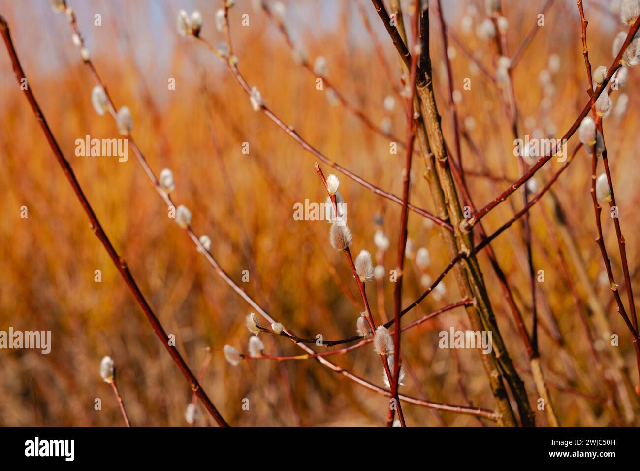 Spring Willow Farm Orchard in Northumberland Stock Photo - Alamy