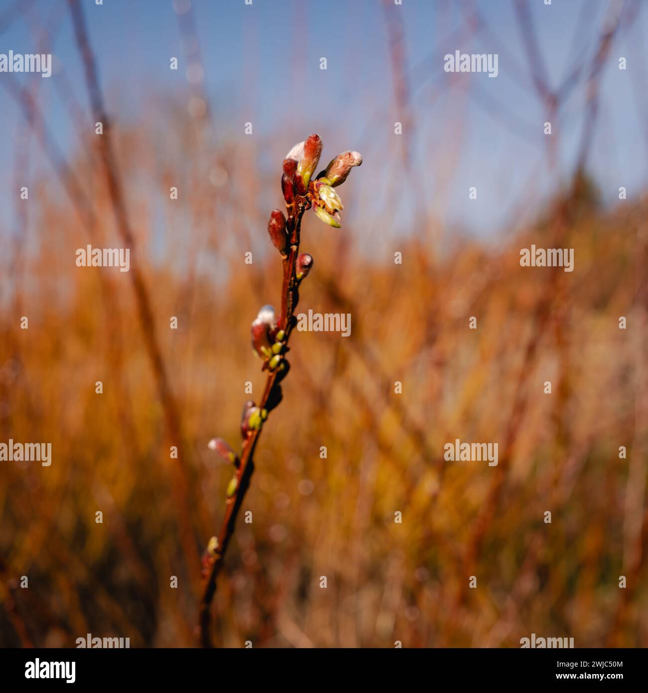 Beautiful spring willow salix hi-res stock photography and images - Alamy
