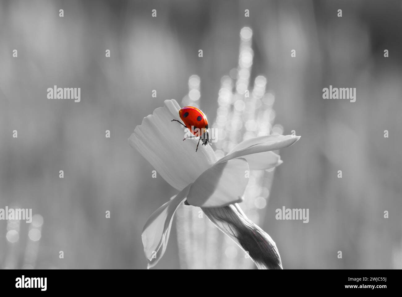 Little red ladybug on a gray background Stock Photo - Alamy
