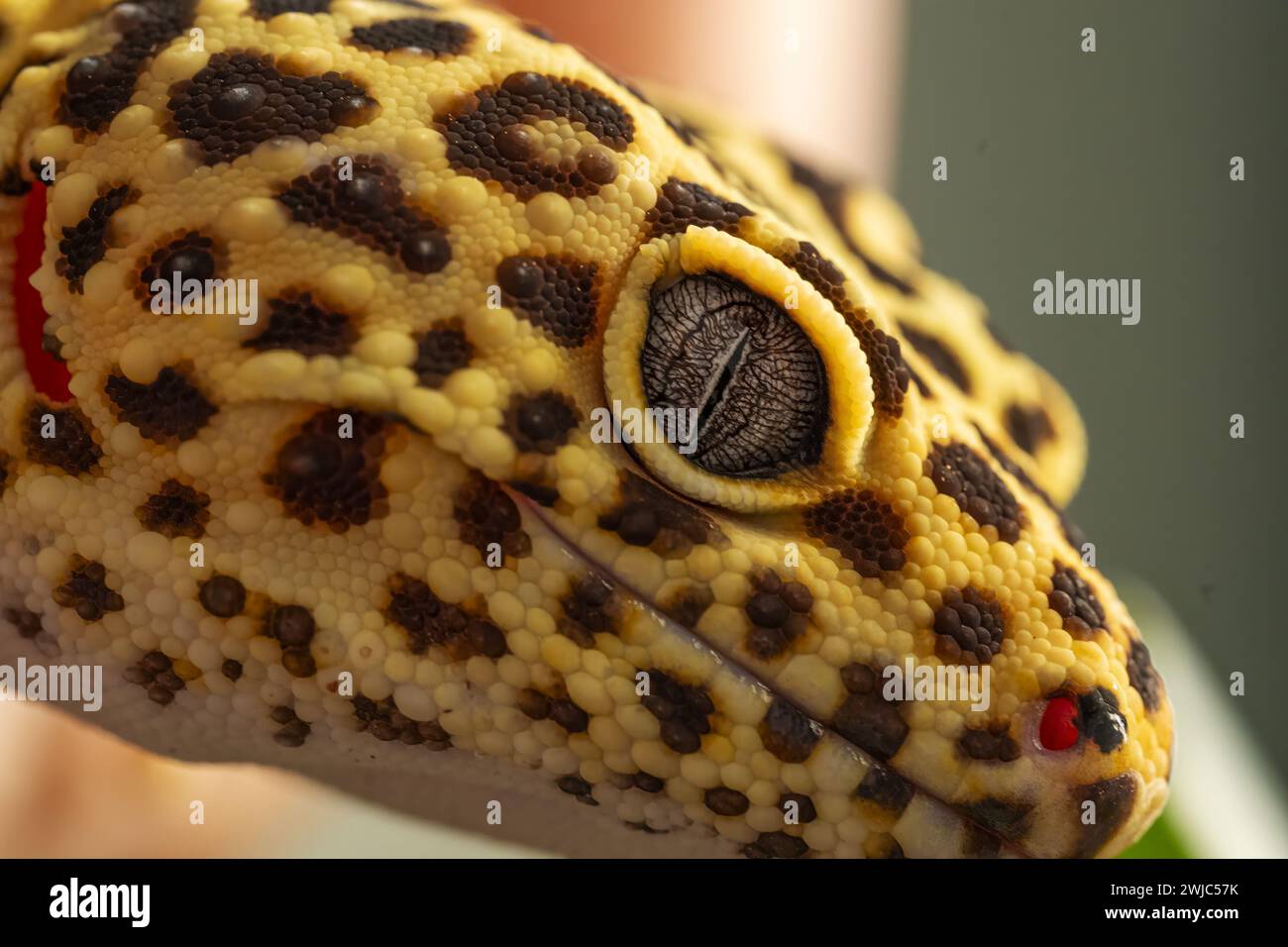 Detailed portrait of leopard gecko (eublepharis macularius). on nature ...