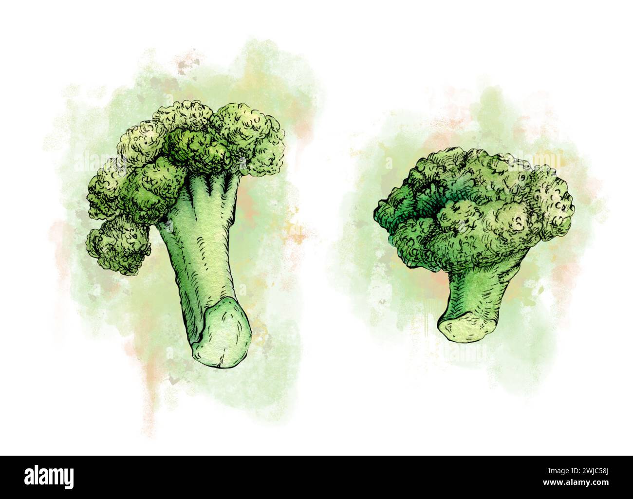 Ink and watercolor drawing of some broccoli stems. Traditional ...