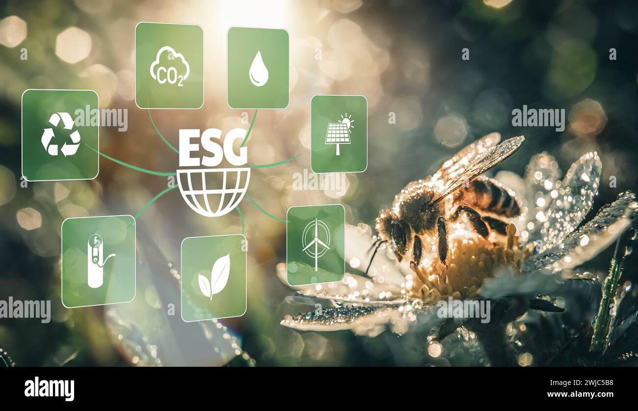 Concept of environmental social governance. Bee flying on a flower ...