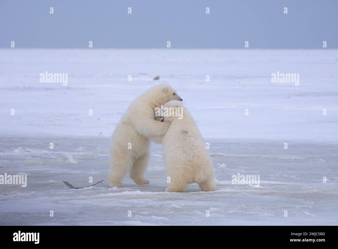 polar bears Ursus maritimus spring cubs along a barrier island on the ...