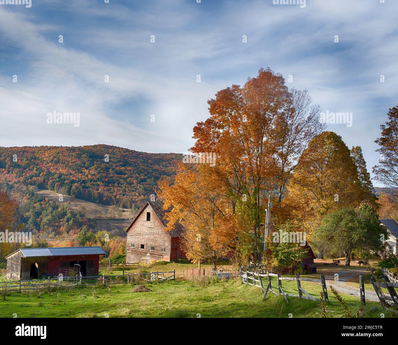 Maple decline hi-res stock photography and images - Alamy