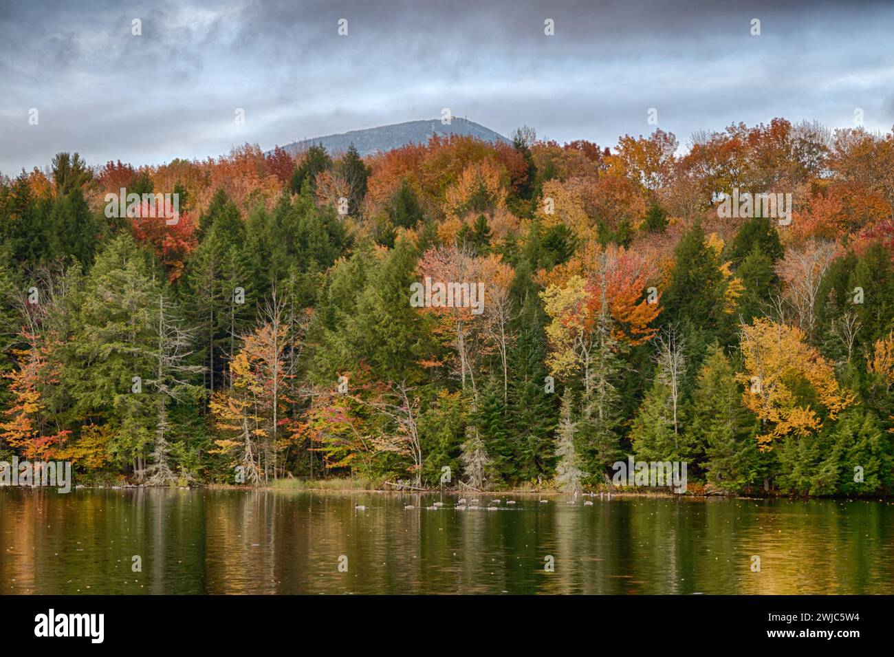 The sexes usually different from each other in plumage hi-res stock ...