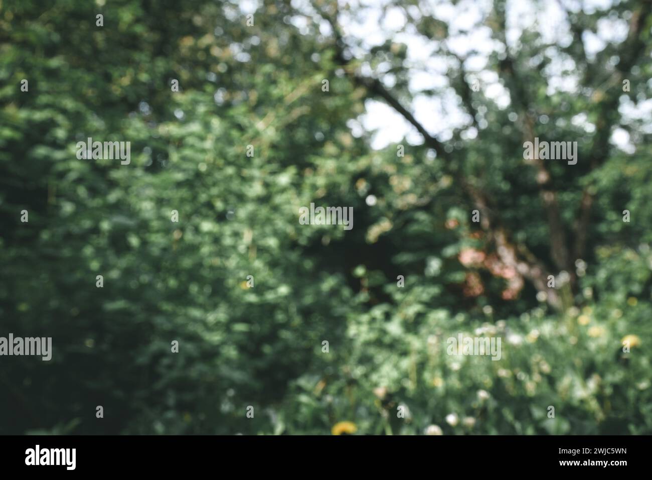 Blurred greenery background hi-res stock photography and images - Alamy