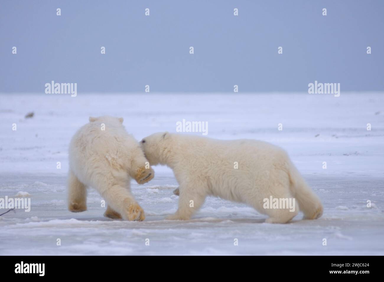 polar bears Ursus maritimus spring cubs along a barrier island on the ...