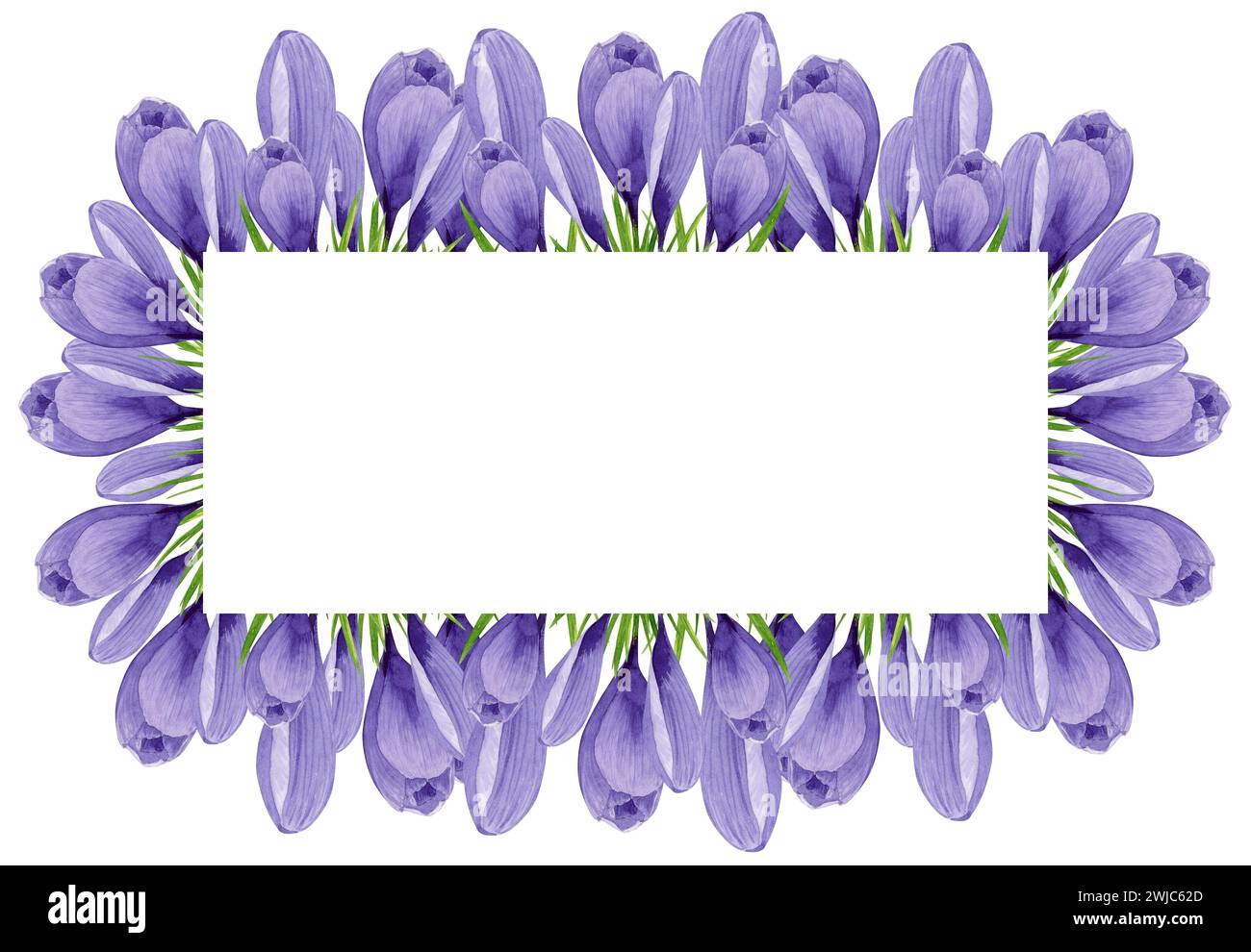Purple crocuses spring flowers rectangular frame. Hand painted ...