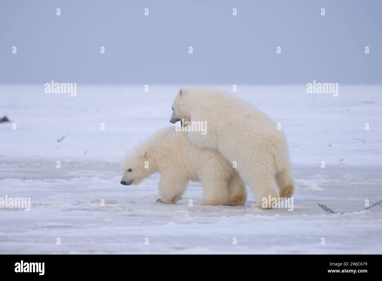 polar bears Ursus maritimus spring cubs along a barrier island on the ...