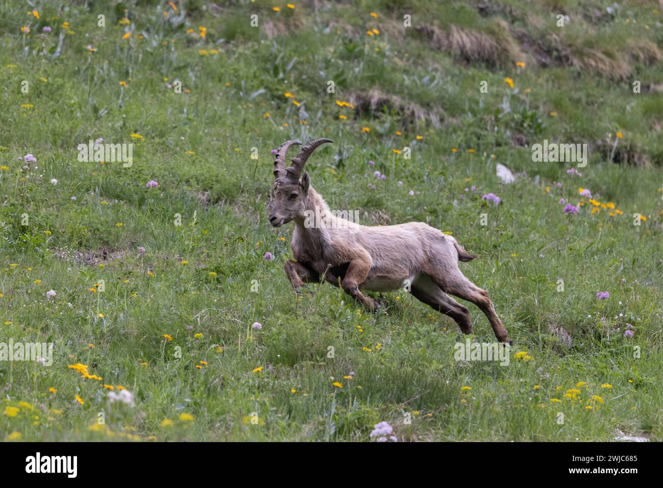 Alpen steinbock alpensteinbock capra ibex capra hi-res stock ...